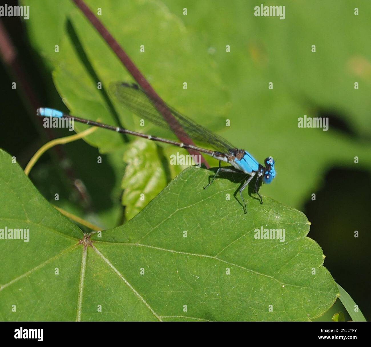 Blue-fronted Dancer (Argia apicalis) Insecta Stock Photo - Alamy