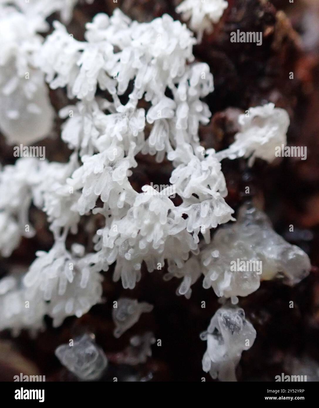 Honeycomb Coral Slime Mold (Ceratiomyxa fruticulosa) Protozoa Stock ...