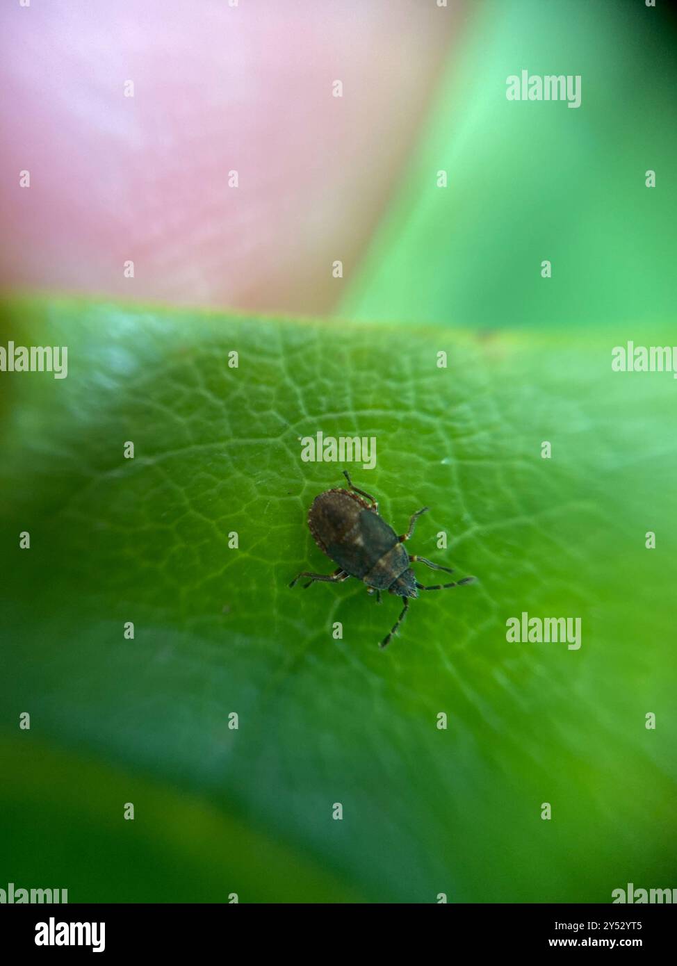 Birch Catkin Bug (Kleidocerys resedae) Insecta Stock Photo - Alamy