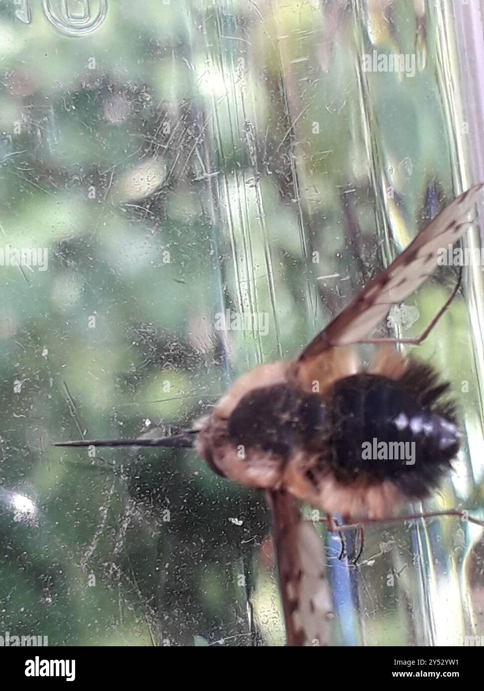 Dotted Bee Fly (Bombylius discolor) Insecta Stock Photo - Alamy