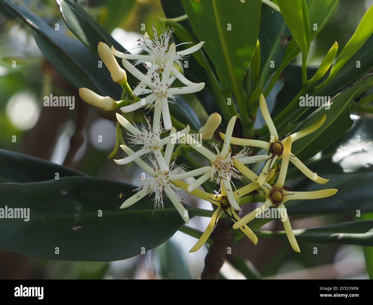 (Kandelia obovata) Plantae Stock Photo - Alamy