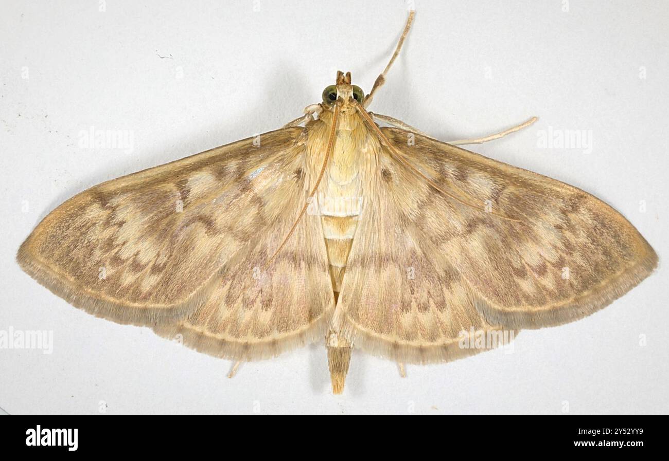 Mother of Pearl (Patania ruralis) Insecta Stock Photo - Alamy