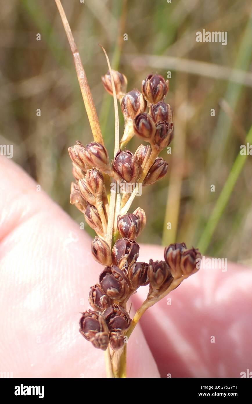 Saltmeadow Rush (Juncus gerardi) Plantae Stock Photo - Alamy
