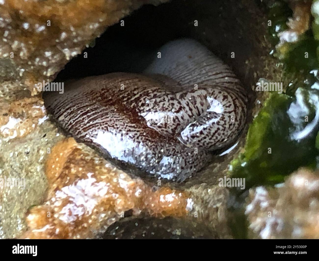 Piddocks and Angelwings (Pholadidae) Mollusca Stock Photo - Alamy