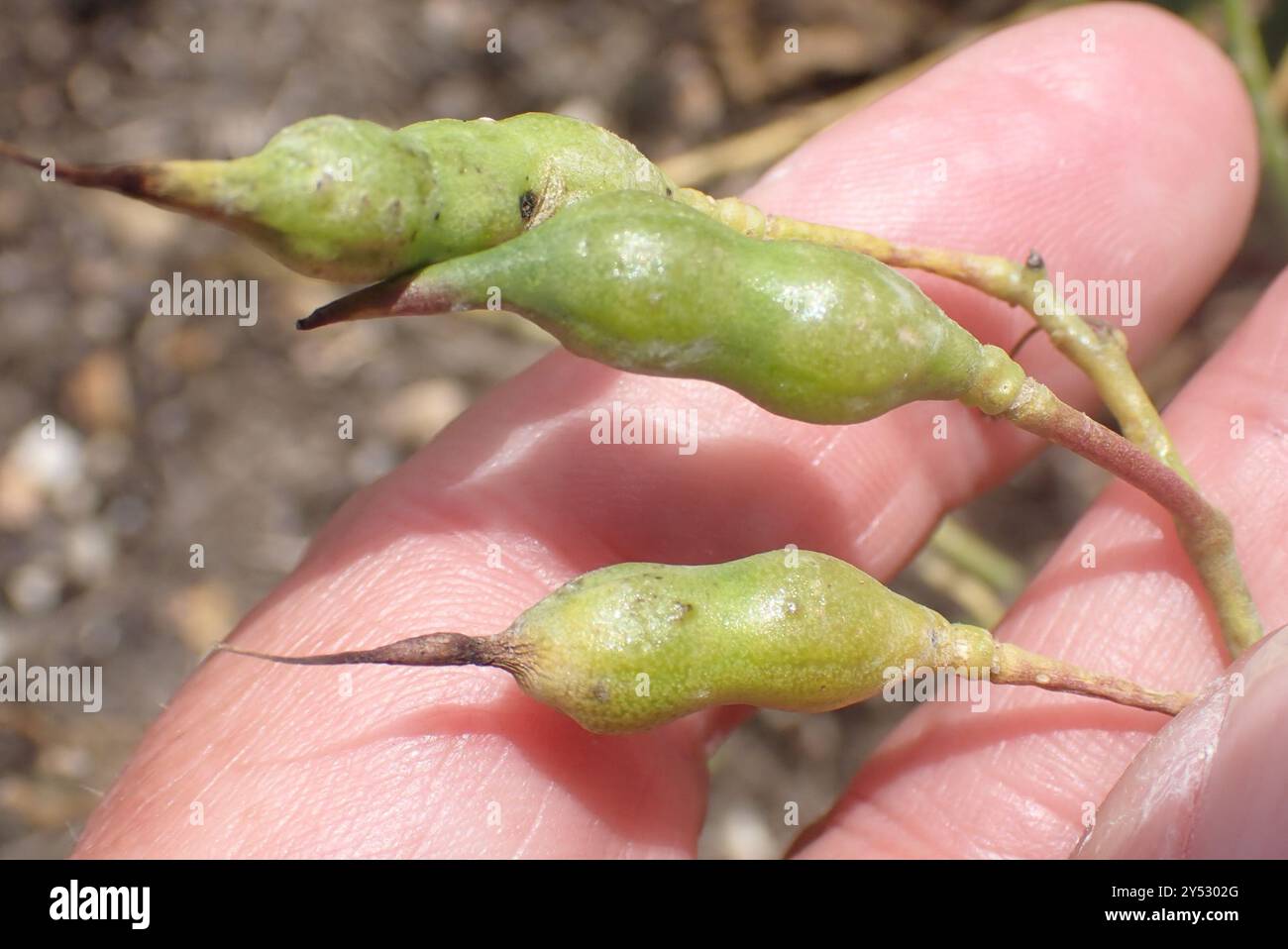 Mediterranean Radish (Raphanus raphanistrum landra) Plantae Stock Photo ...