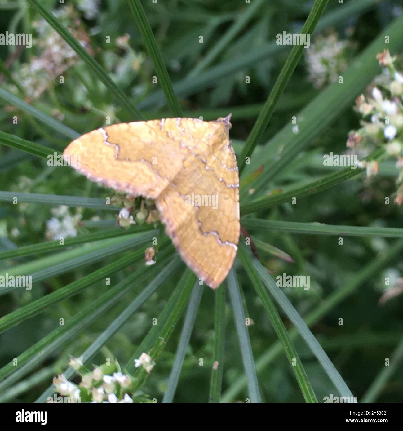 Yellow Shell Moth (Camptogramma bilineata) Insecta Stock Photo - Alamy