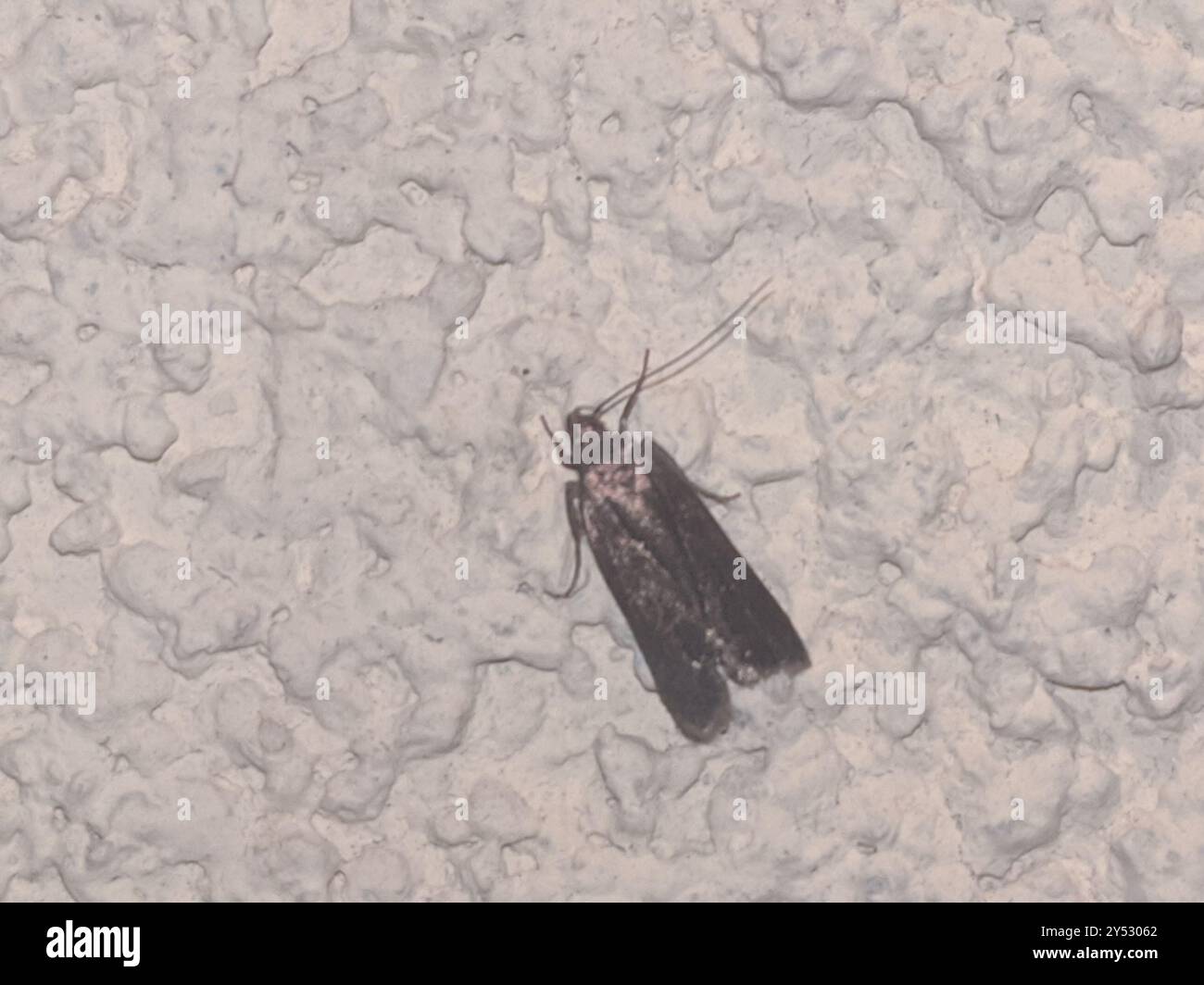 Curved-horn Moths (Gelechioidea) Insecta Stock Photo - Alamy