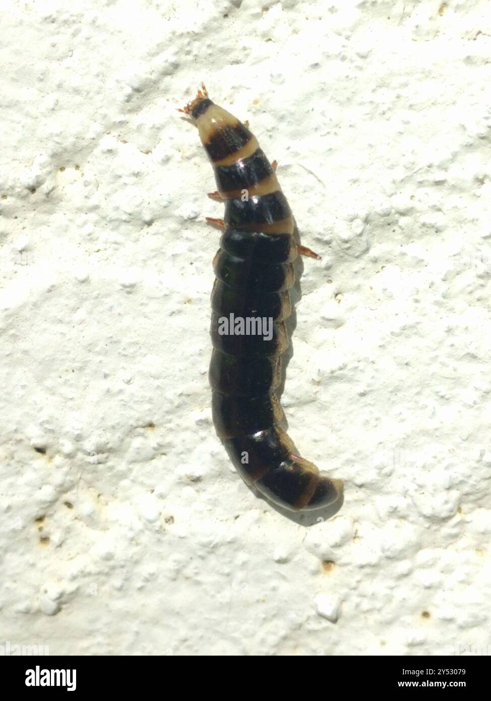 Glowworm Beetles (Phengodidae) Insecta Stock Photo - Alamy