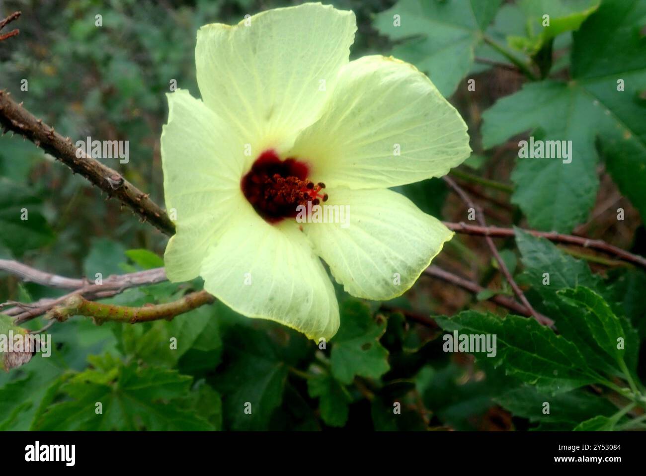 Prickly Tree Hibiscus (Hibiscus diversifolius diversifolius) Plantae ...