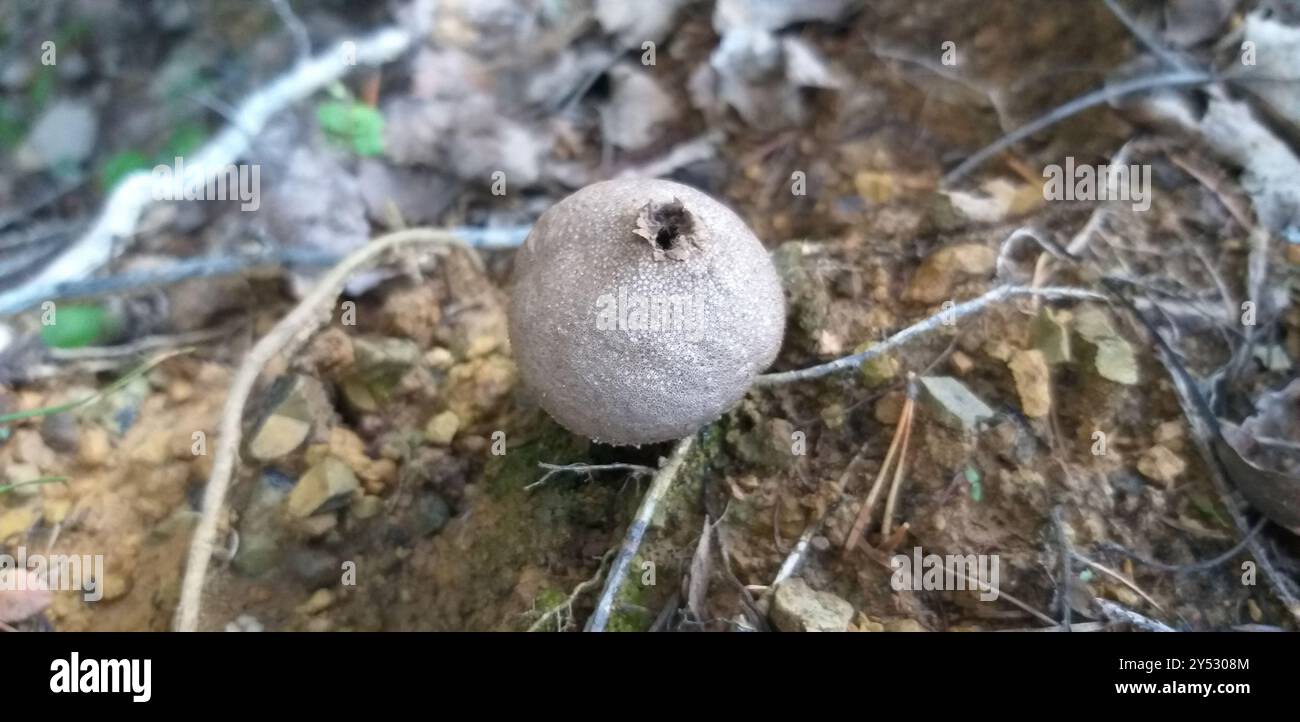 Pear-shaped Puffball (Apioperdon pyriforme) Fungi Stock Photo - Alamy