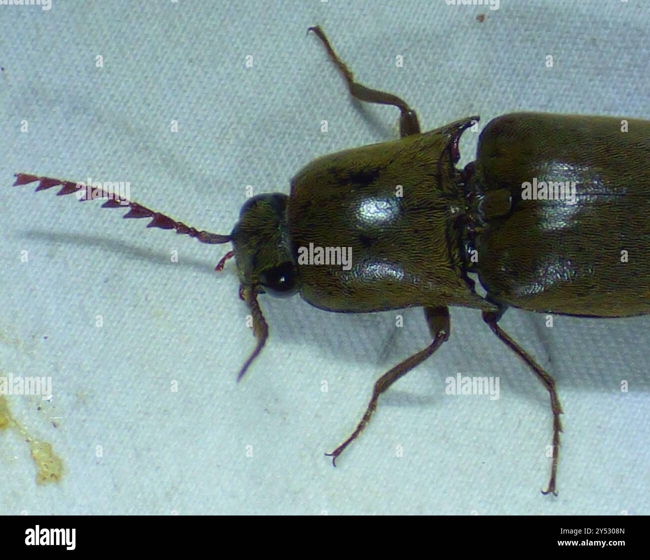 (Orthostethus infuscatus) Insecta Stock Photo - Alamy