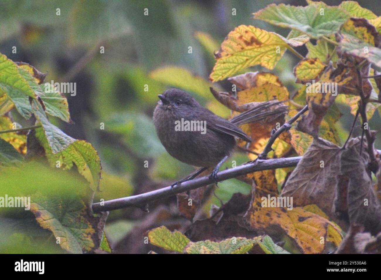 Wrentit (Chamaea fasciata) Aves Stock Photo - Alamy