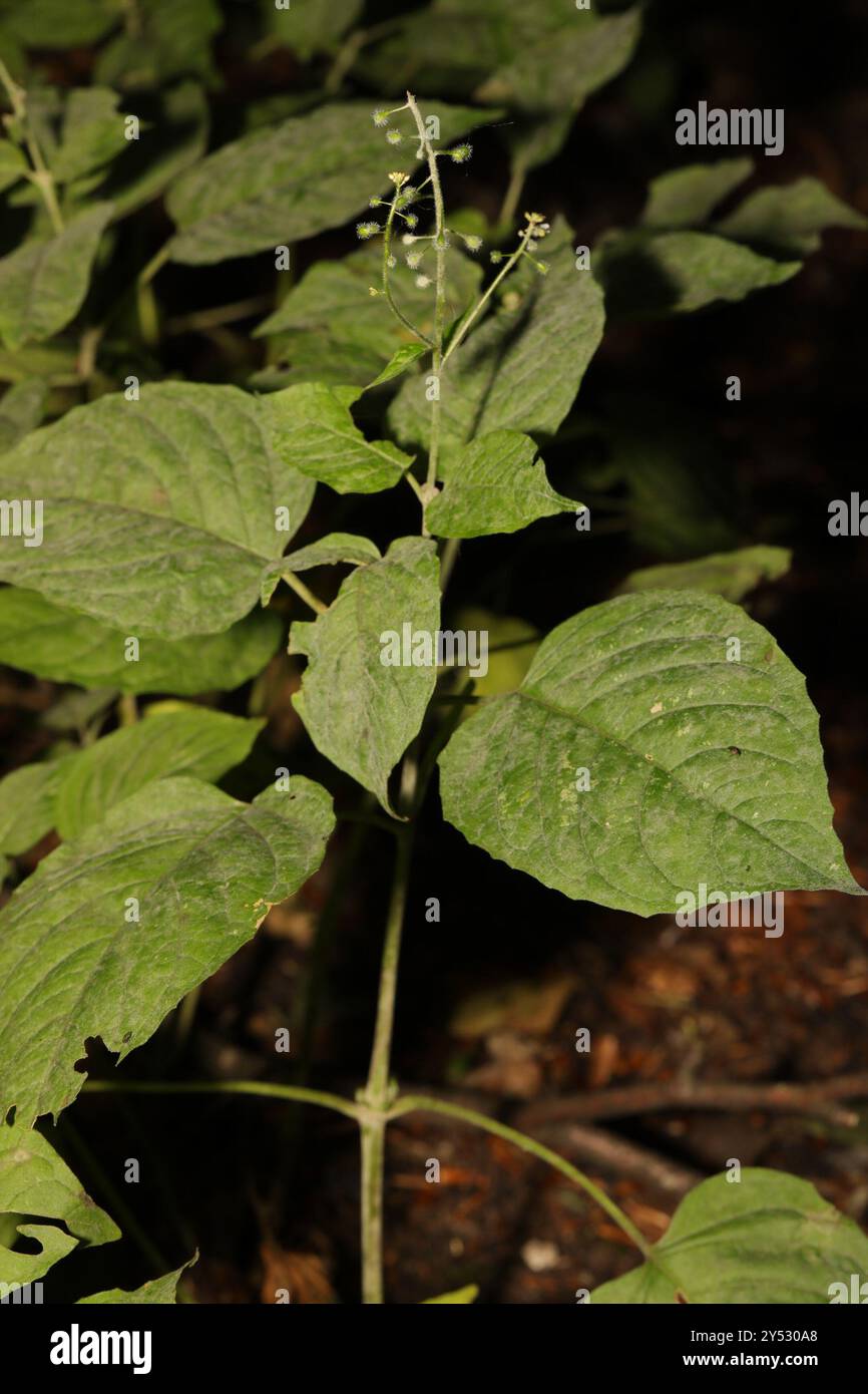 enchanter's-nightshade (Circaea lutetiana) Plantae Stock Photo - Alamy