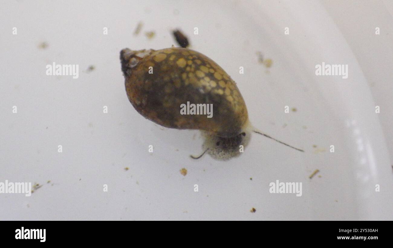 Bladder Snails (Physidae) Mollusca Stock Photo - Alamy