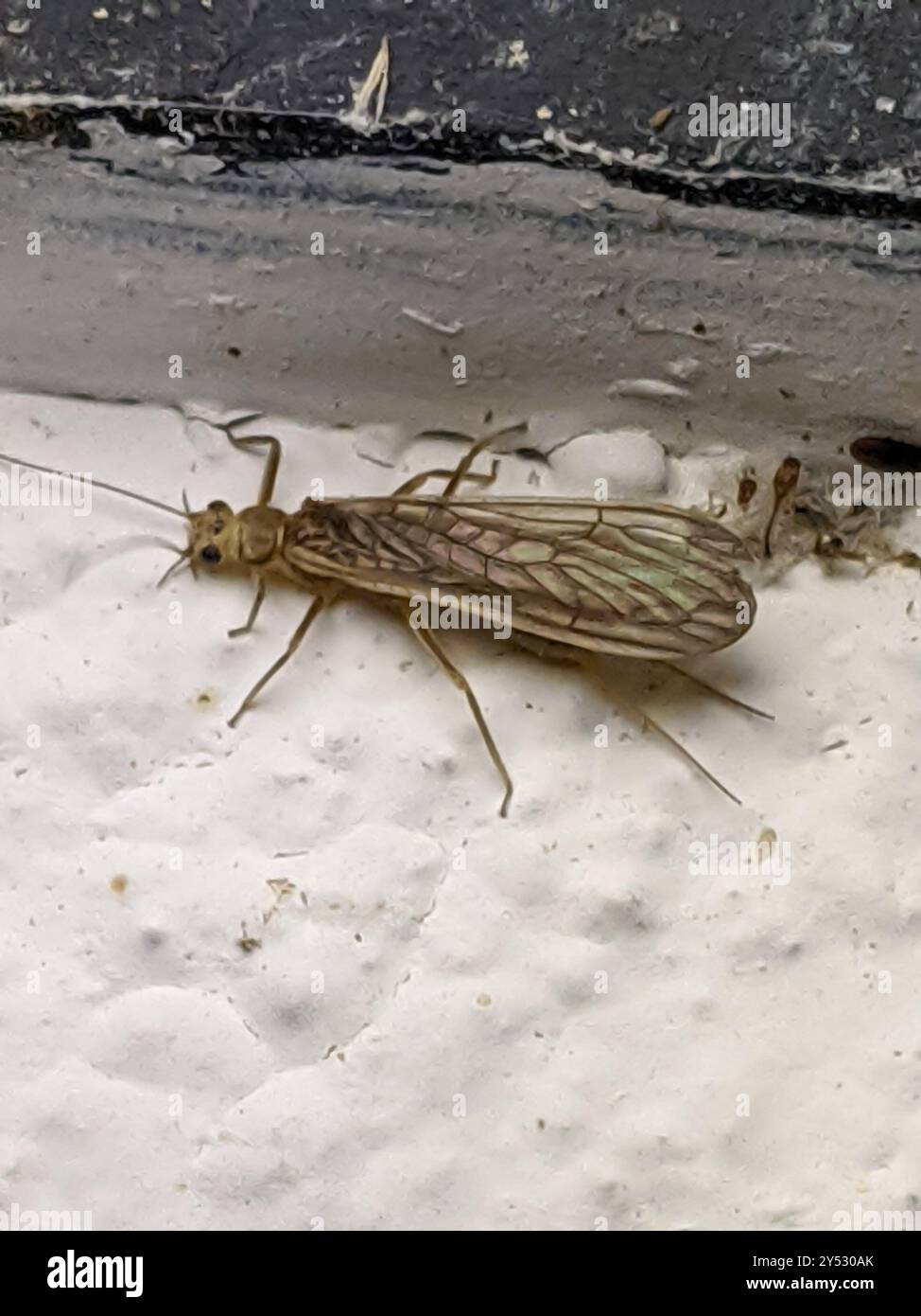 Common Stoneflies (Perlidae) Insecta Stock Photo - Alamy