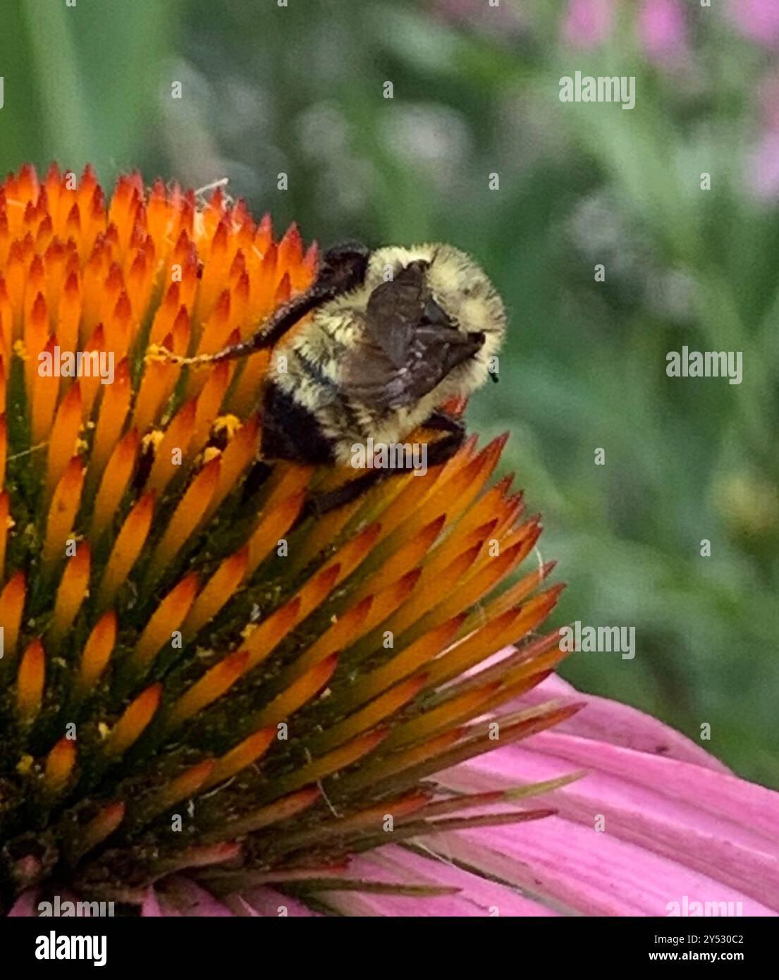 Golden Northern Bumble Bee (Bombus fervidus) Insecta Stock Photo - Alamy
