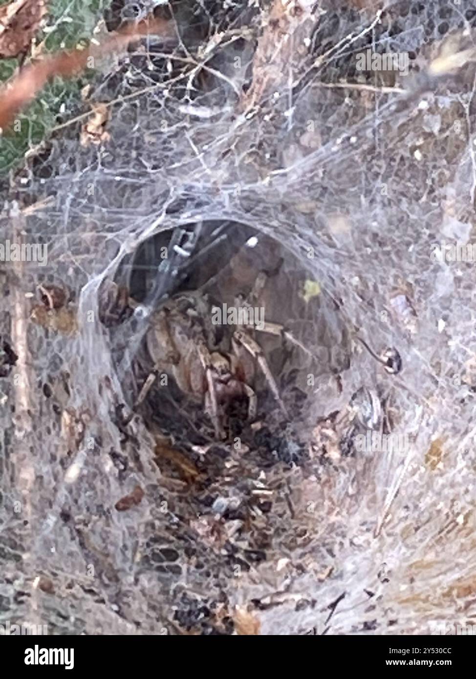 Labyrinth spider (Agelena labyrinthica) Arachnida Stock Photo - Alamy