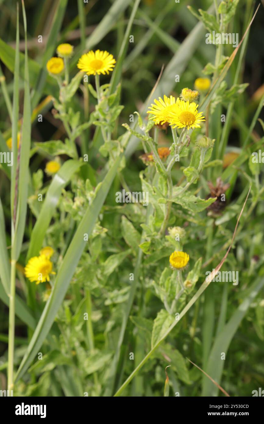 Common Fleabane (Pulicaria dysenterica) Plantae Stock Photo - Alamy