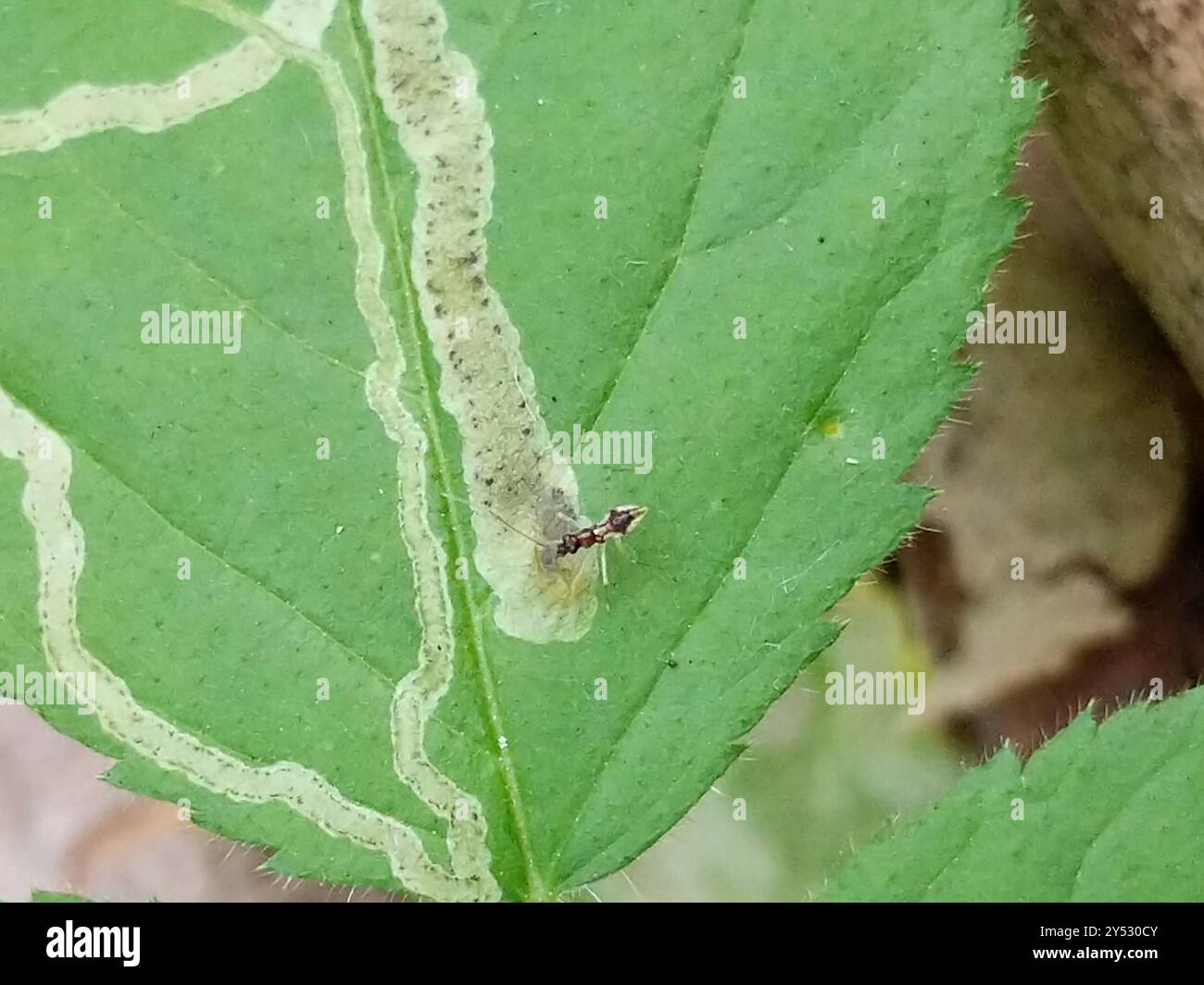Damsel Bugs (Nabidae) Insecta Stock Photo - Alamy