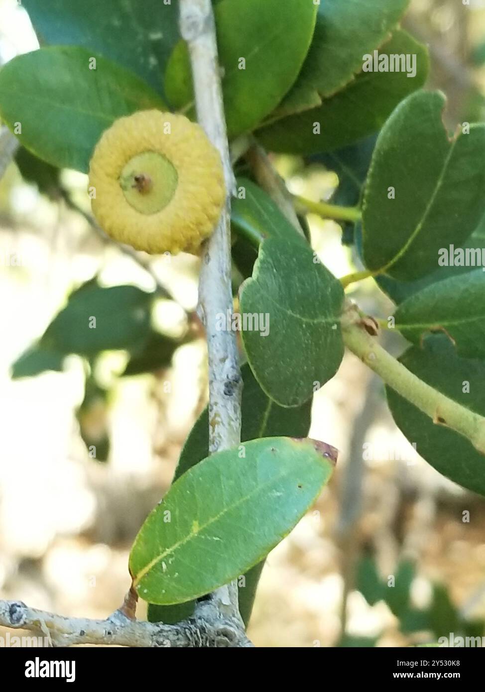 canyon live oak (Quercus chrysolepis) Plantae Stock Photo - Alamy