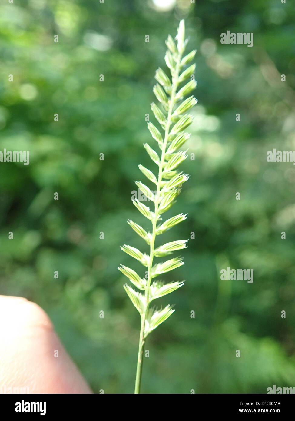 crested dogtail grass (Cynosurus cristatus) Plantae Stock Photo - Alamy