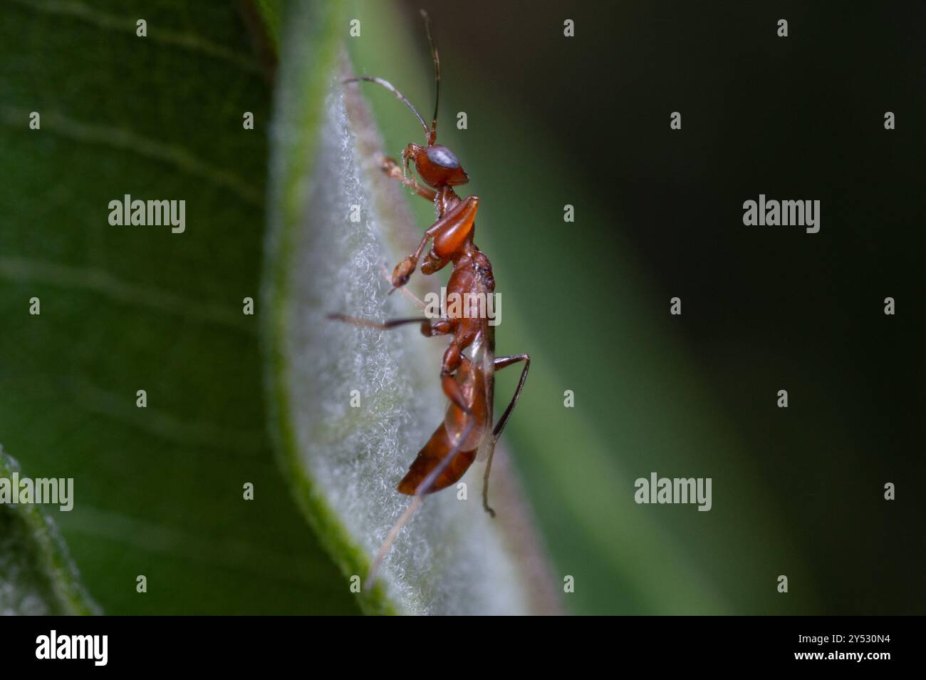 Pincer Wasps (Dryinidae) Insecta Stock Photo - Alamy