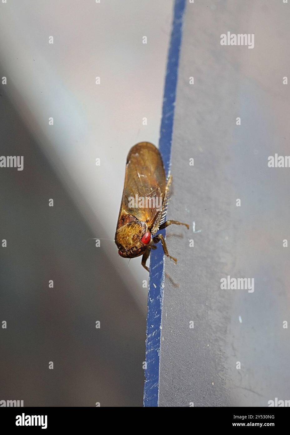 oak leafhopper (Iassus lanio) Insecta Stock Photo - Alamy
