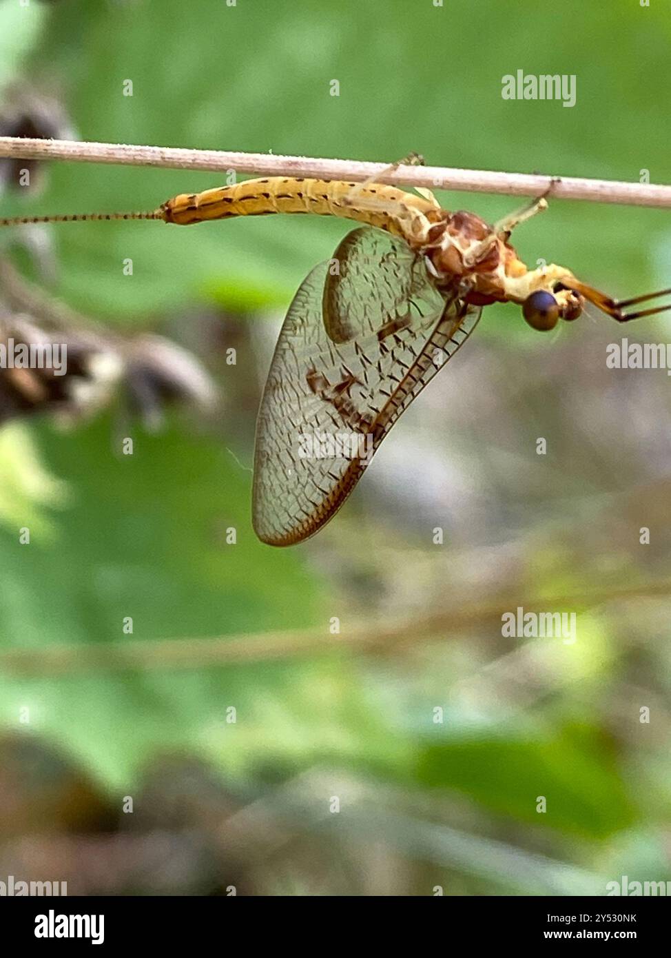 Four-lined Giant Mayfly (Ephemera glaucops) Insecta Stock Photo - Alamy
