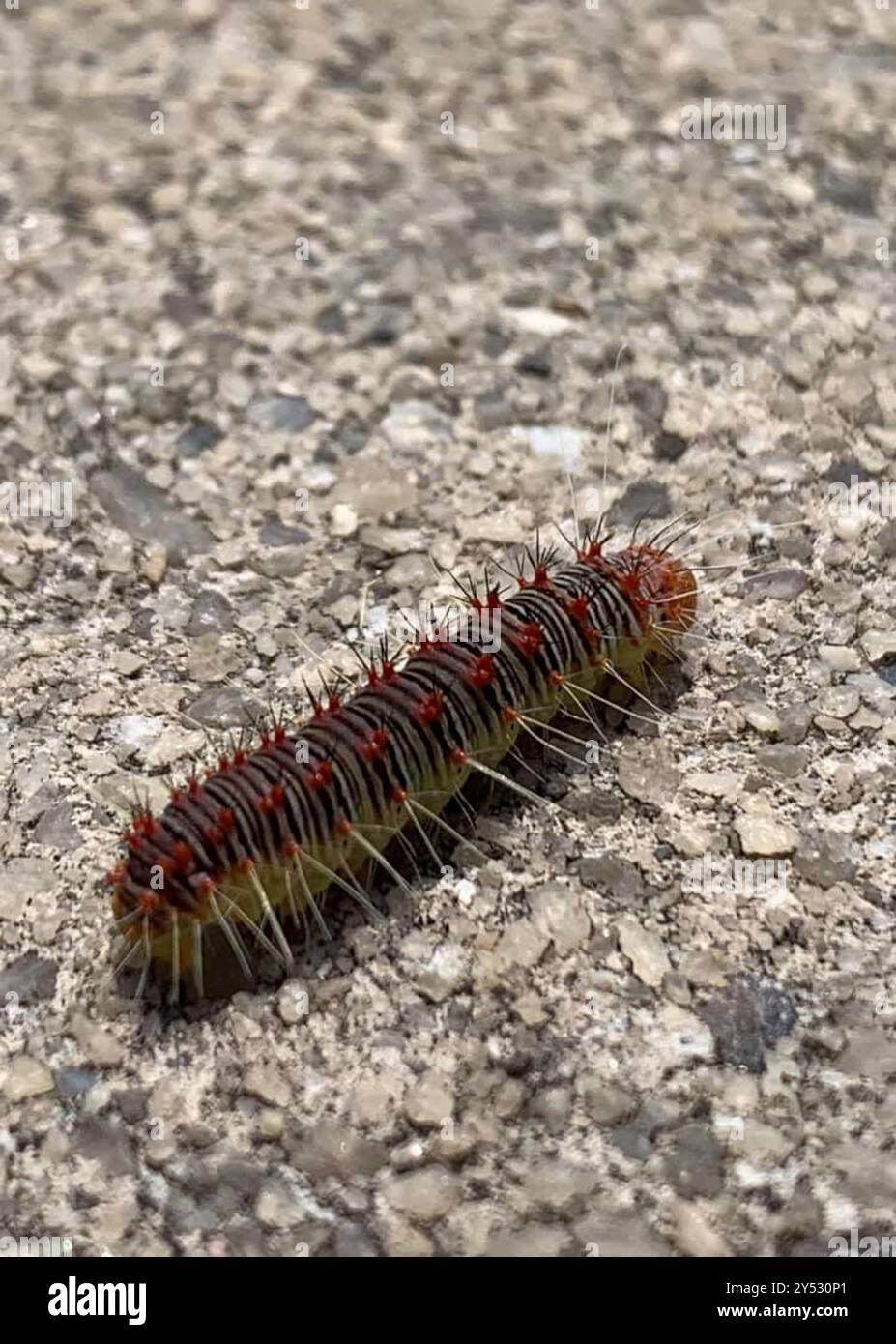 Maple Dagger (Acronicta retardata) Insecta Stock Photo - Alamy
