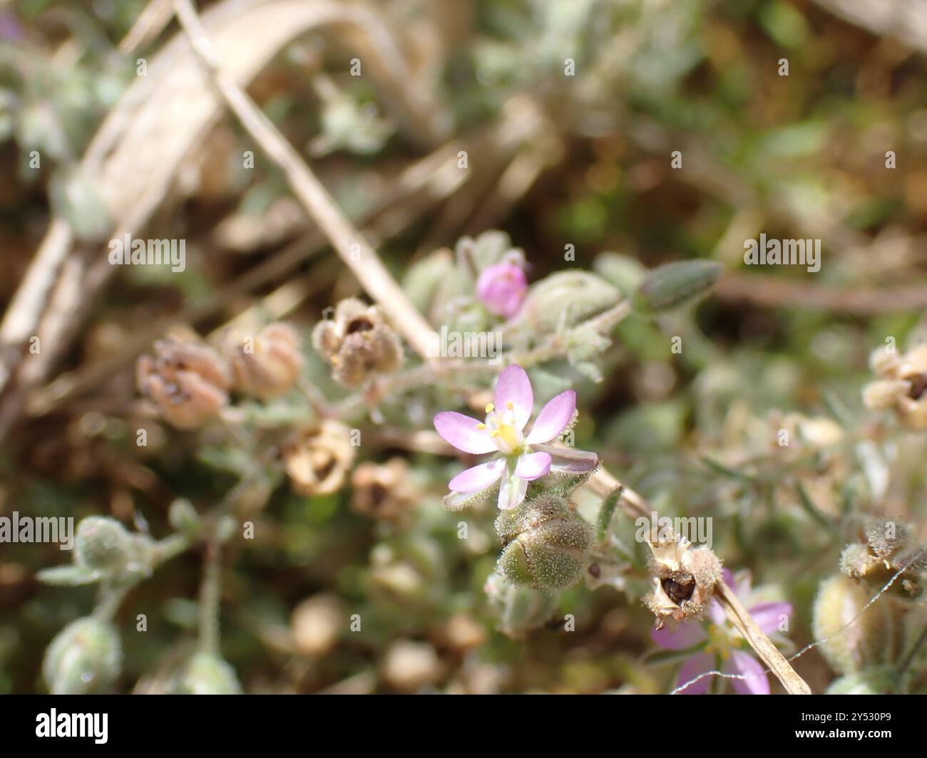 Saltmarsh Sand Spurry (Spergularia marina) Plantae Stock Photo - Alamy