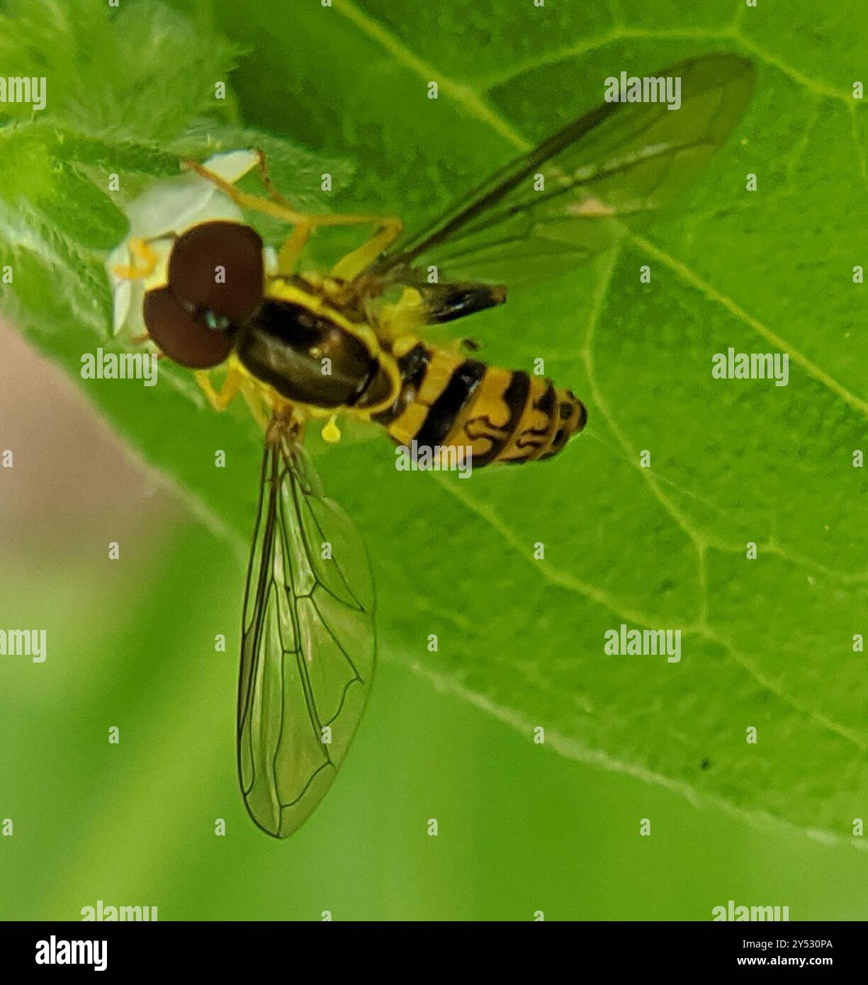 Eastern Calligrapher (Toxomerus geminatus) Insecta Stock Photo - Alamy