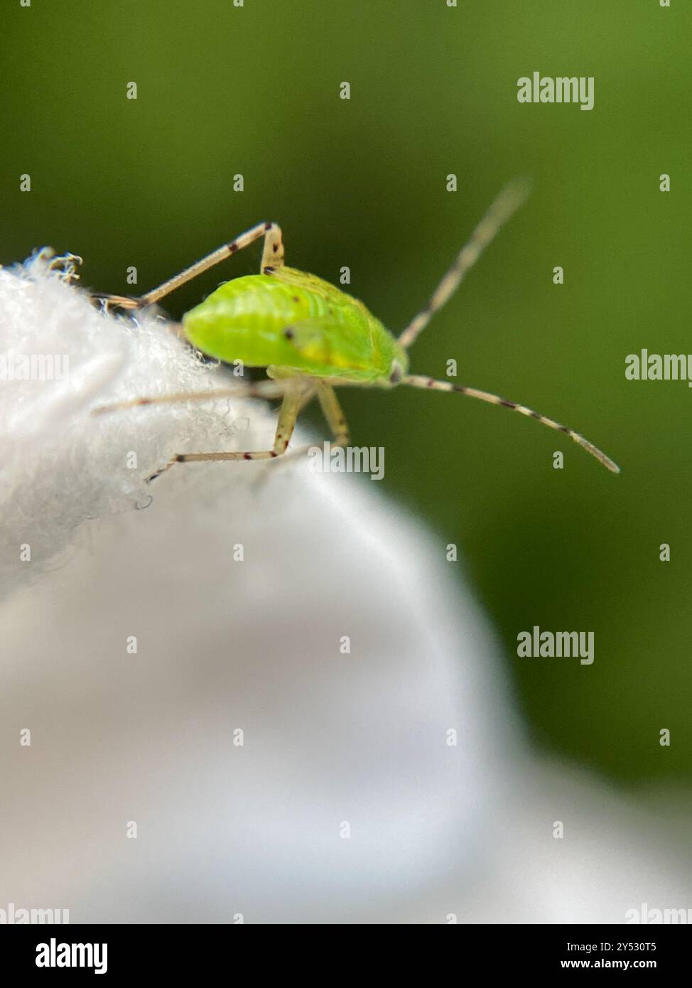 Three Spotted Nettle Bug (Liocoris tripustulatus) Insecta Stock Photo ...