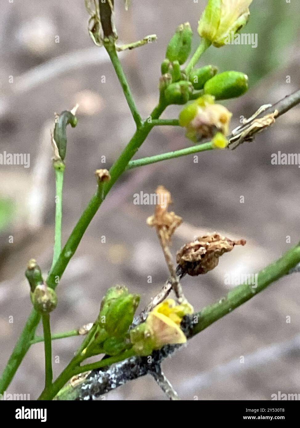 Perennial Wall-rocket (Diplotaxis tenuifolia) Plantae Stock Photo - Alamy