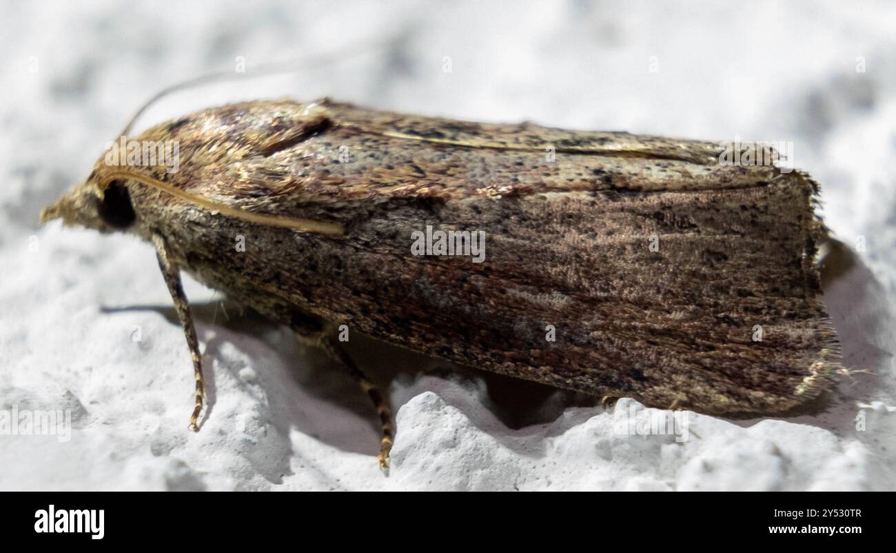 Greater Wax Moth (Galleria mellonella) Insecta Stock Photo - Alamy