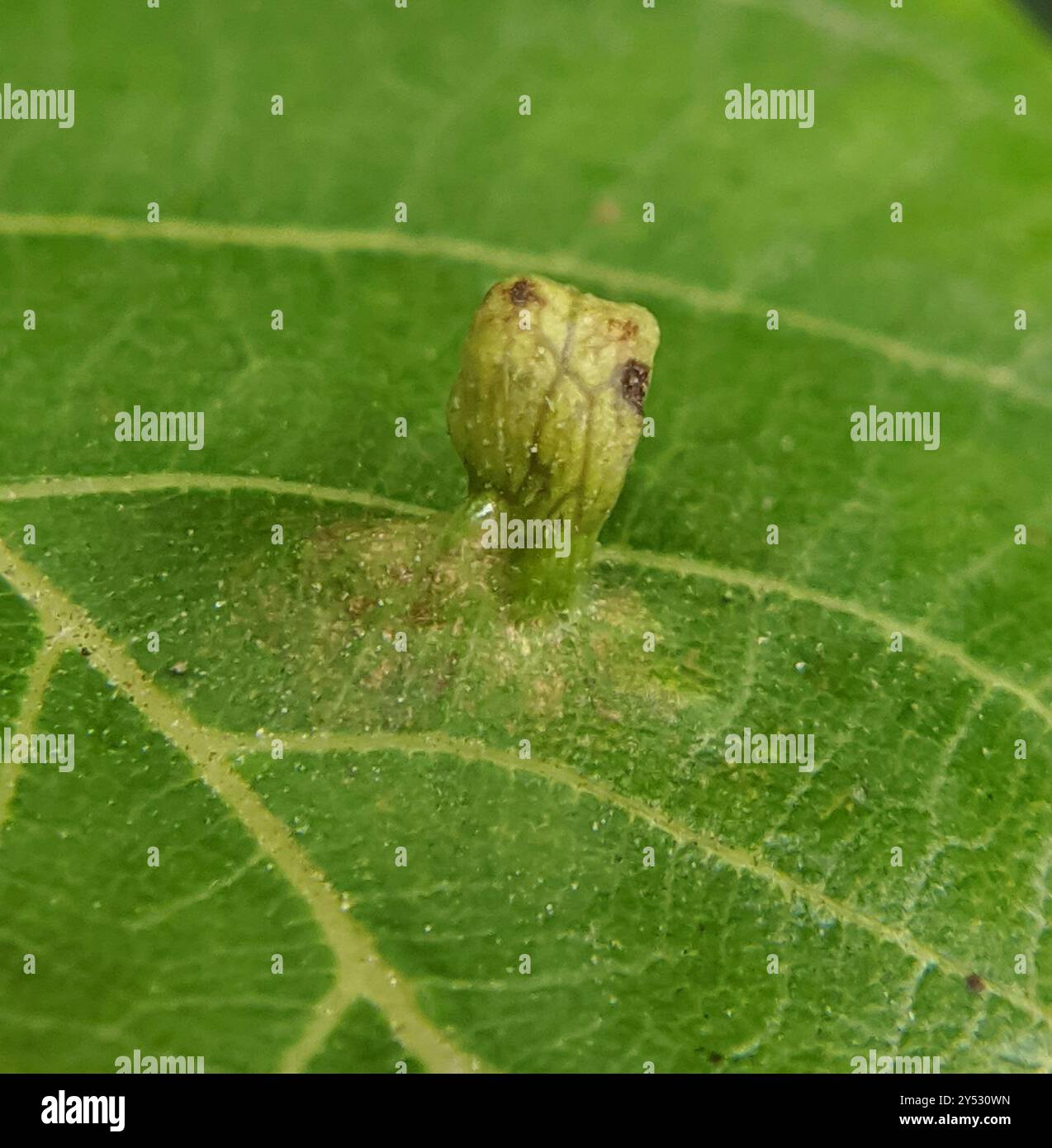 California Black Walnut Pouch Gall Mite (Aceria brachytarsa) Arachnida ...