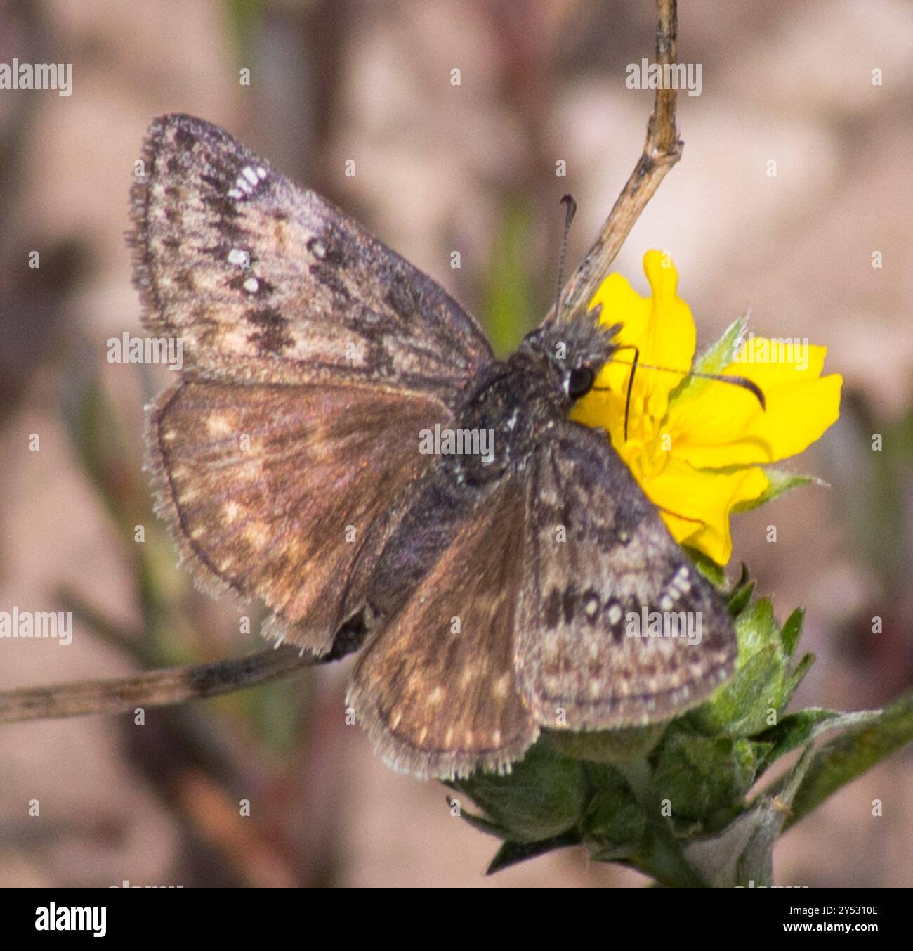 Persius Duskywing (Erynnis persius) Insecta Stock Photo - Alamy