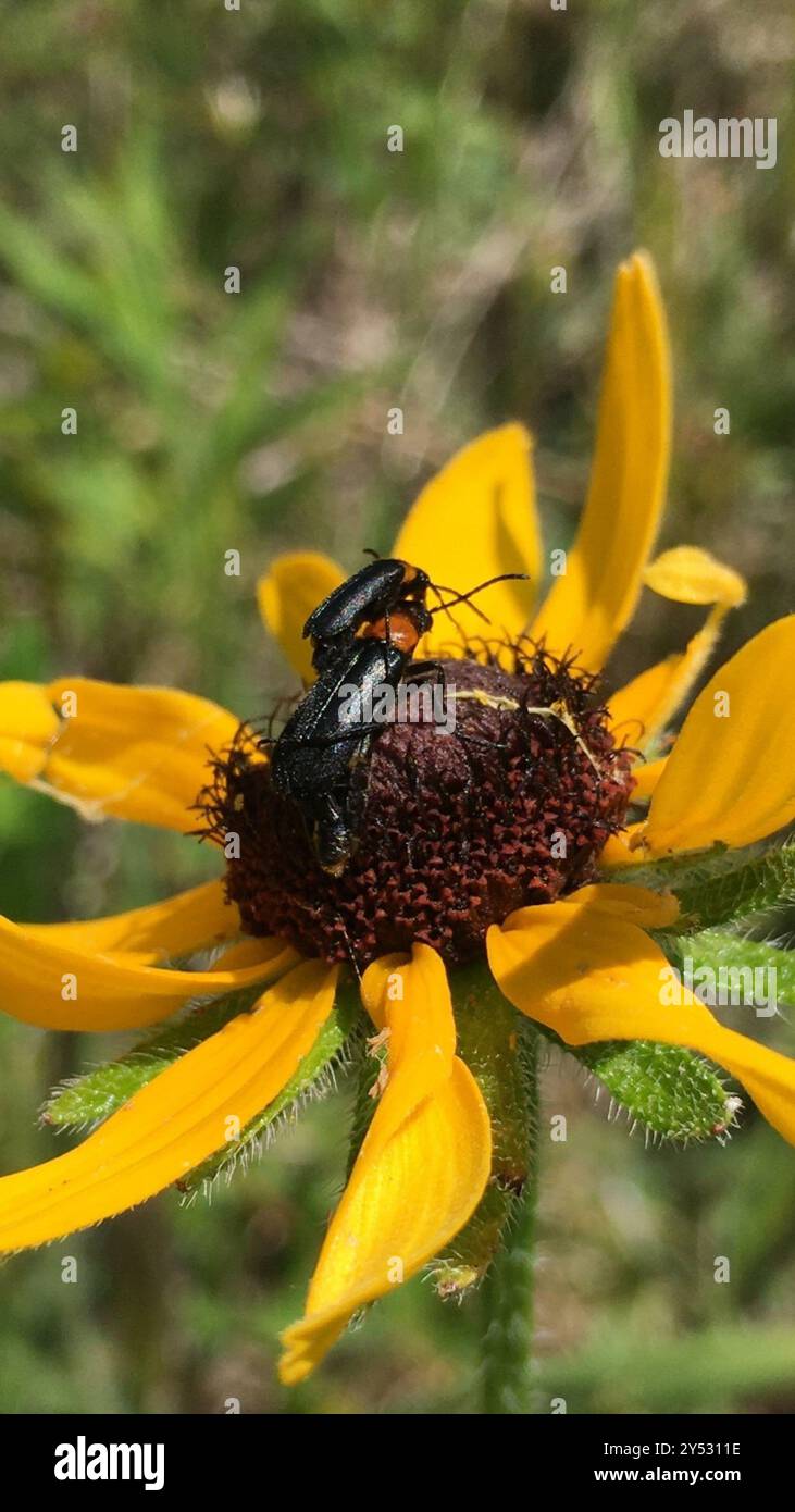 Forest Blister Beetle (Nemognatha nemorensis) Insecta Stock Photo - Alamy