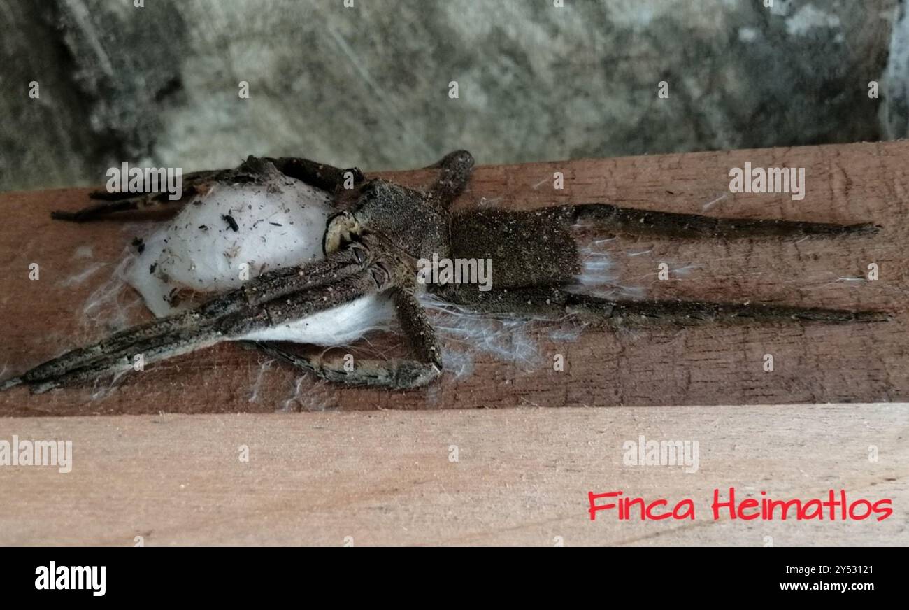 Brazilian Wandering Spider (Phoneutria fera) Arachnida Stock Photo - Alamy