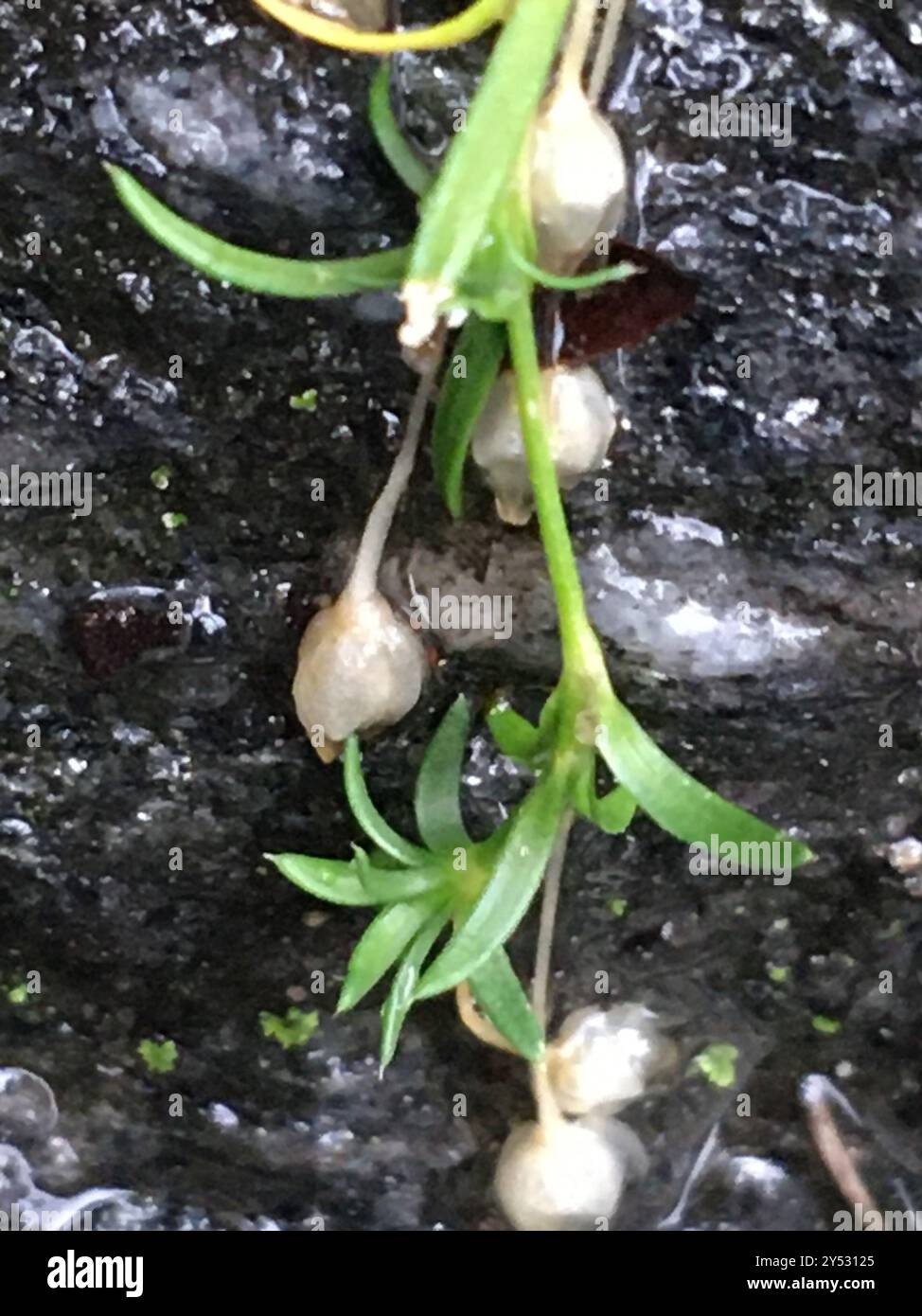 Procumbent Pearlwort (Sagina procumbens) Plantae Stock Photo - Alamy