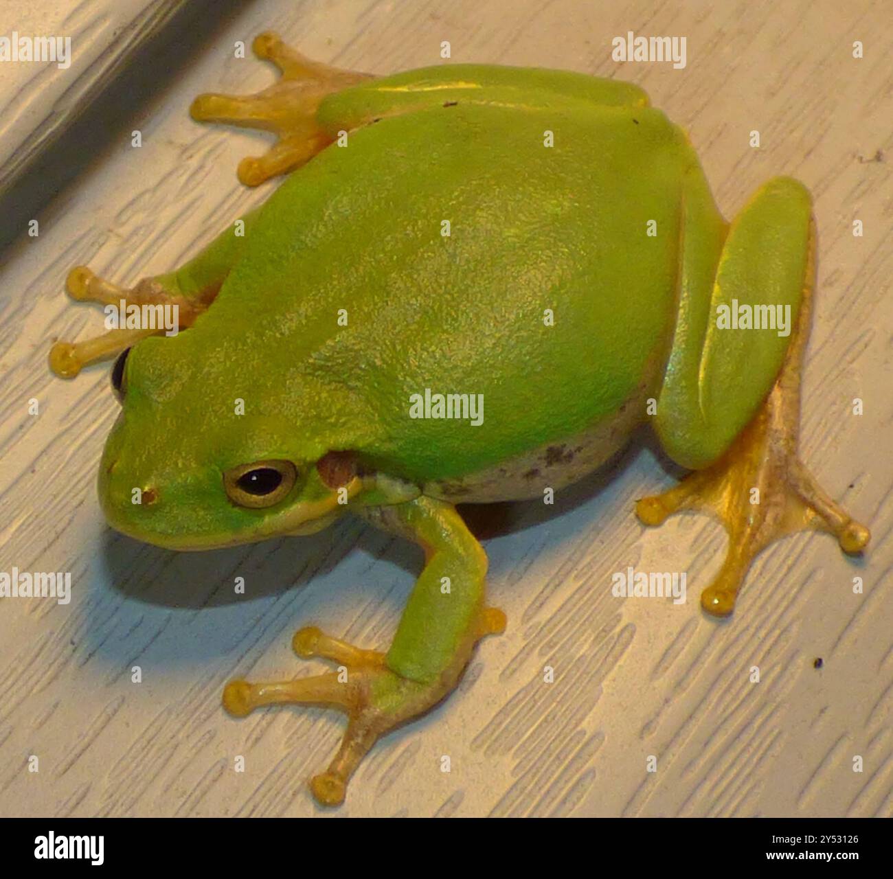 Squirrel Treefrog (Hyla squirella) Amphibia Stock Photo - Alamy