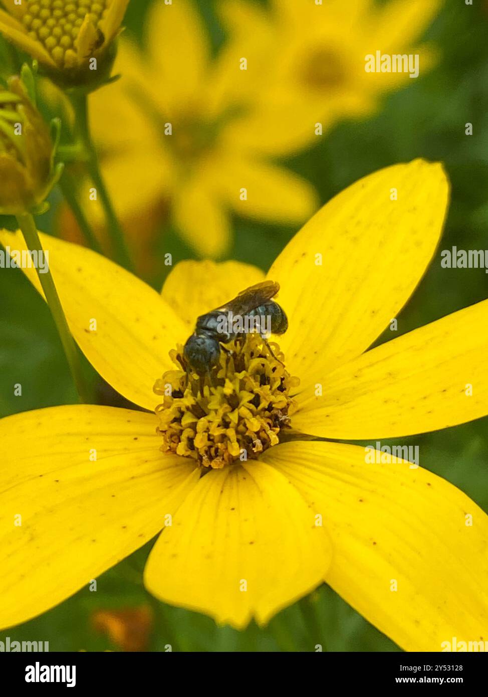 Little Blue Carpenter Bee (Ceratina cyanea) Insecta Stock Photo - Alamy