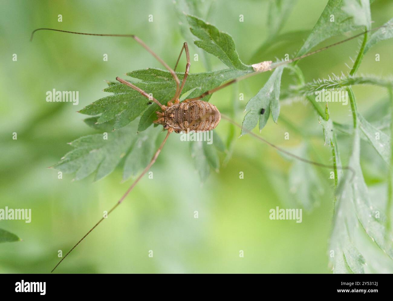 European Harvestman (Phalangium opilio) Arachnida Stock Photo - Alamy