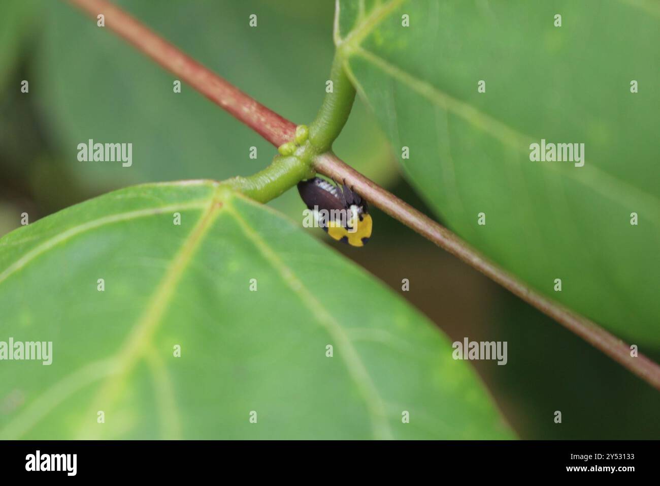 Mexican Treehopper (Membracis mexicana) Insecta Stock Photo - Alamy