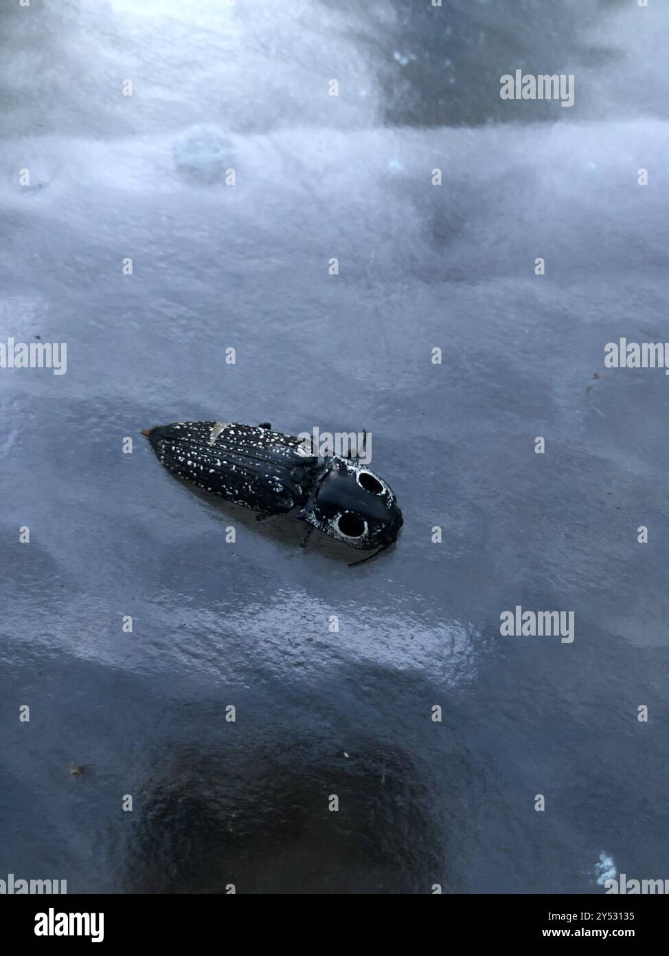 Eastern Eyed Click Beetle (Alaus oculatus) Insecta Stock Photo - Alamy
