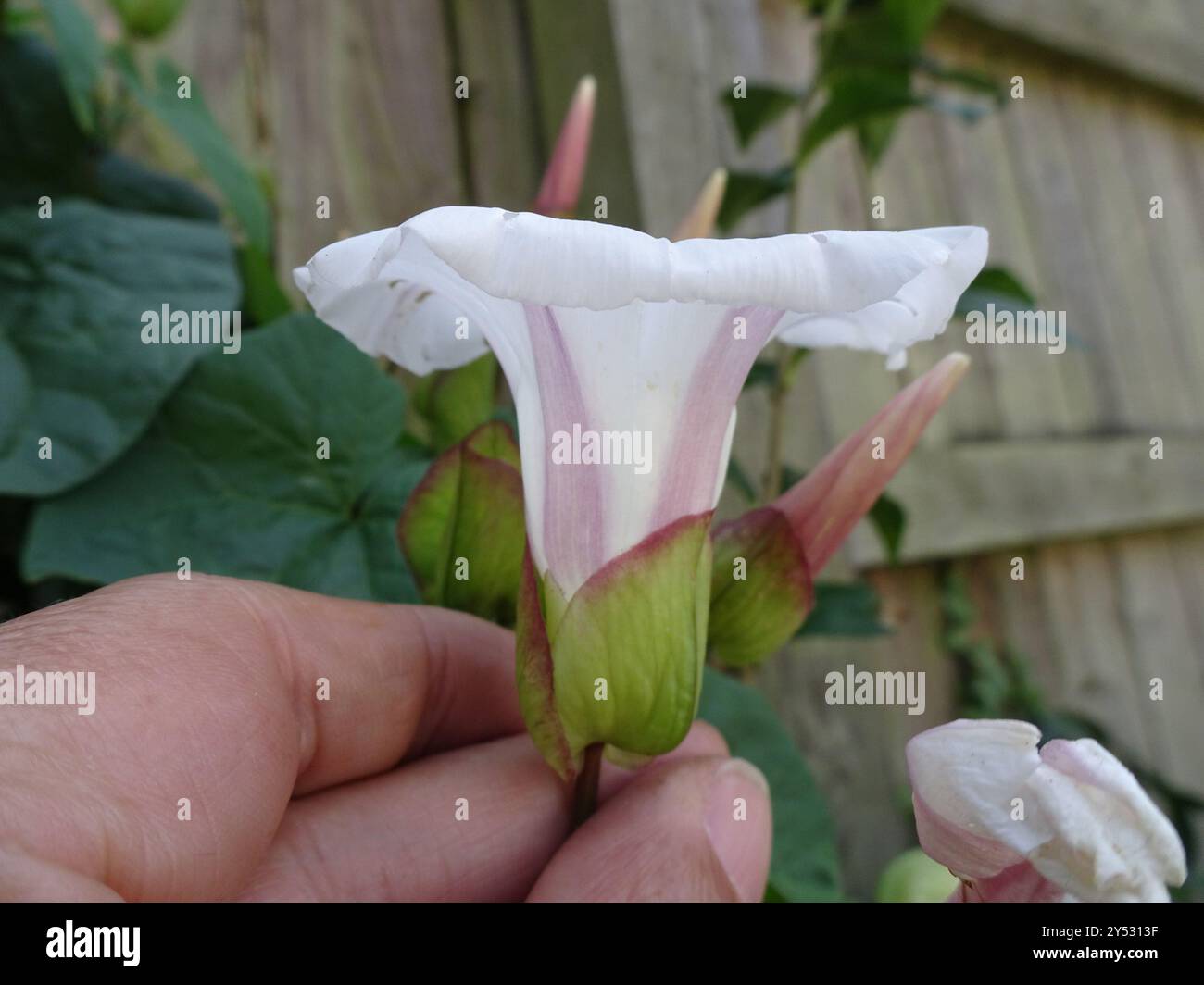 large bindweed (Calystegia silvatica) Plantae Stock Photo - Alamy