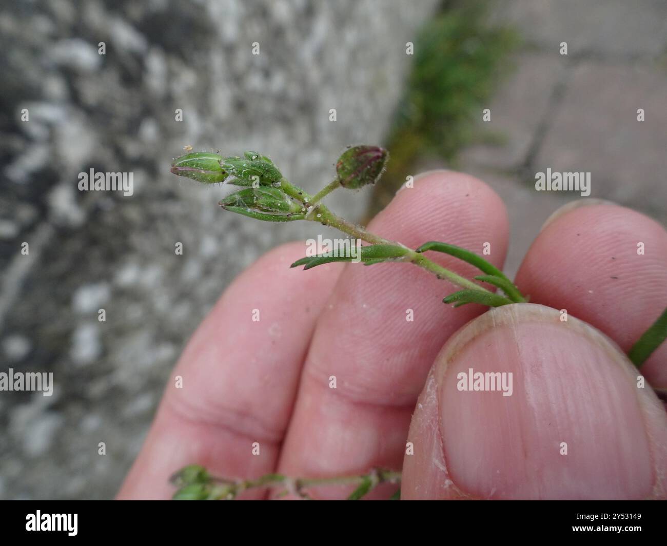 Saltmarsh Sand Spurry (Spergularia marina) Plantae Stock Photo - Alamy