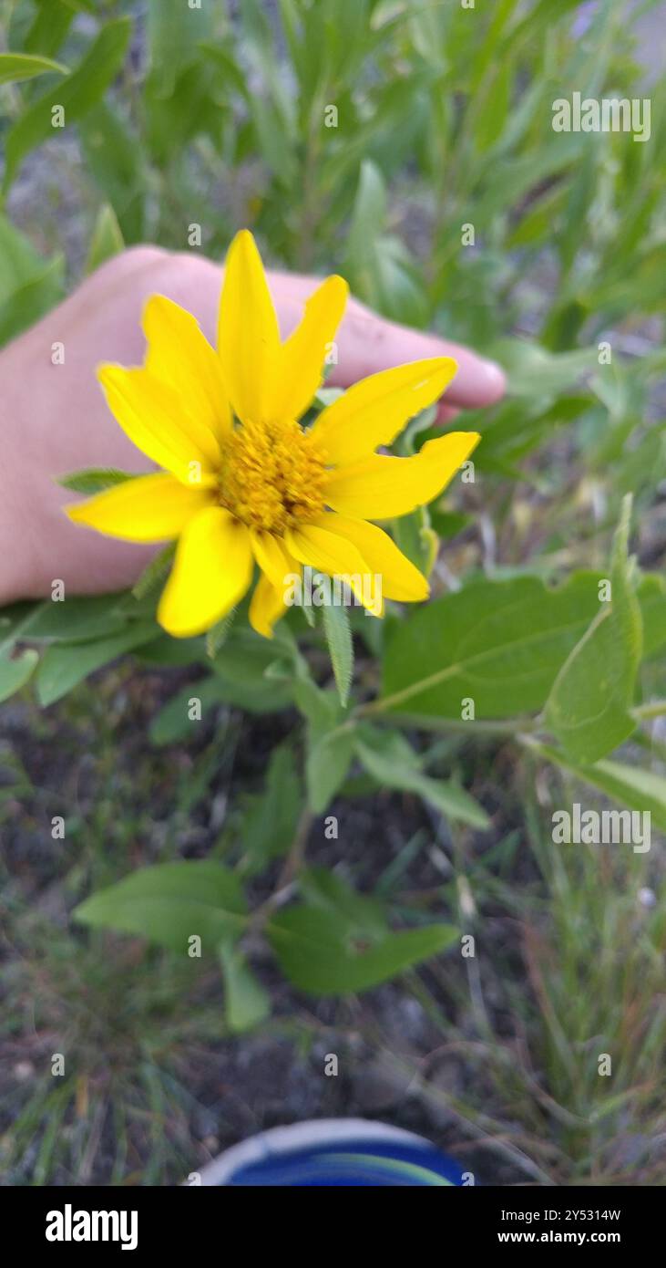 northern mule's ears (Wyethia amplexicaulis) Plantae Stock Photo - Alamy