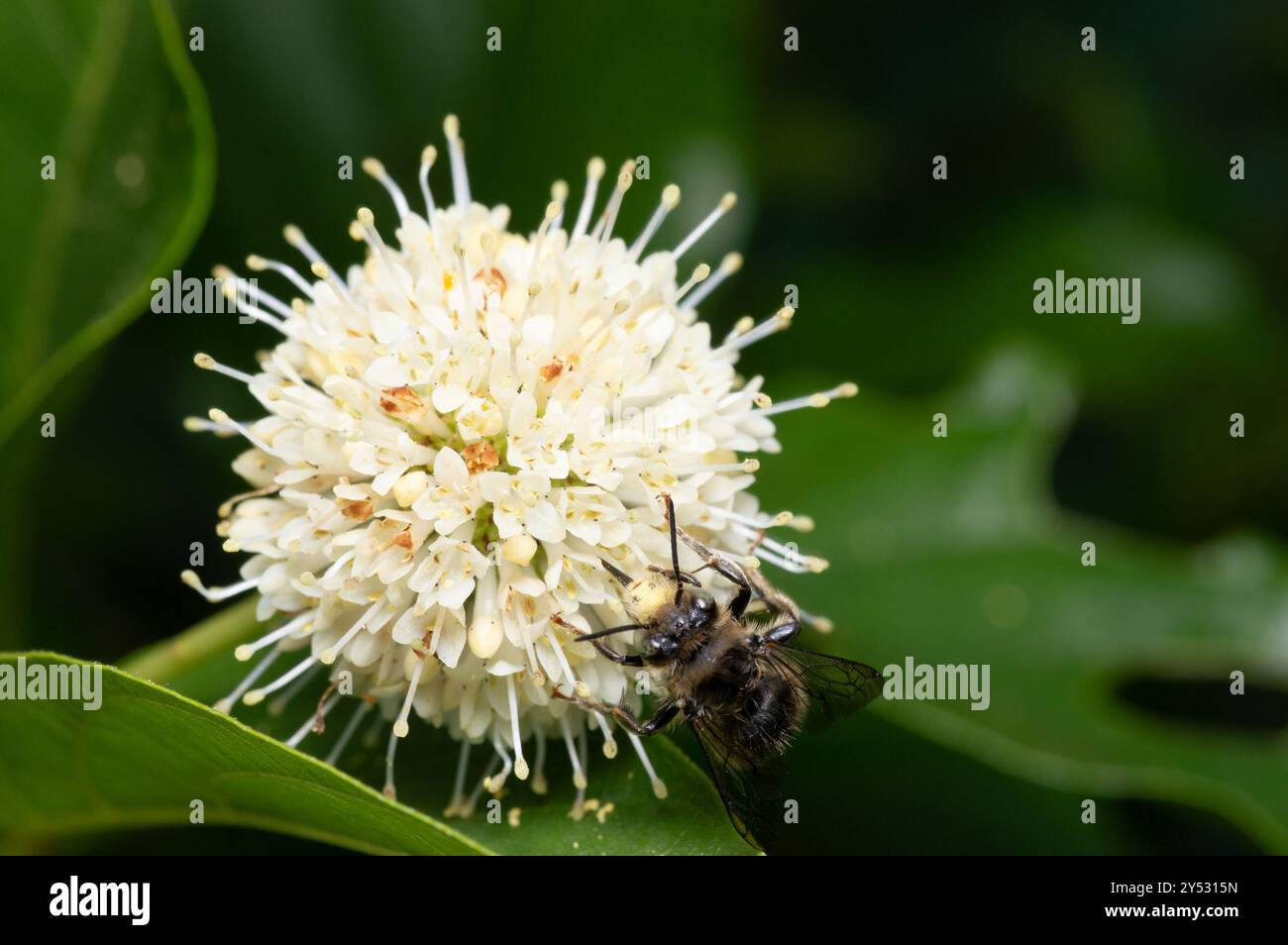 Orange-tipped Wood-digger (Anthophora terminalis) Insecta Stock Photo ...