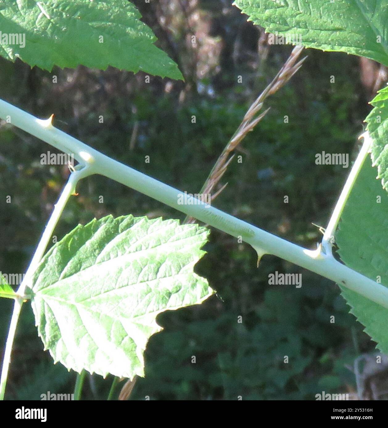 whitebark raspberry (Rubus leucodermis) Plantae Stock Photo - Alamy
