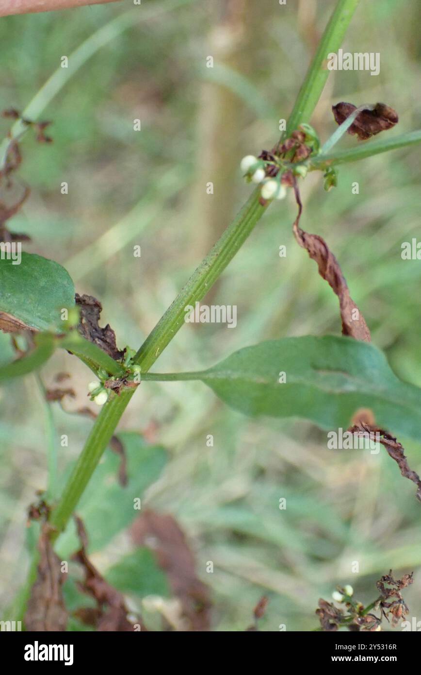 Clustered Dock (Rumex conglomeratus) Plantae Stock Photo - Alamy